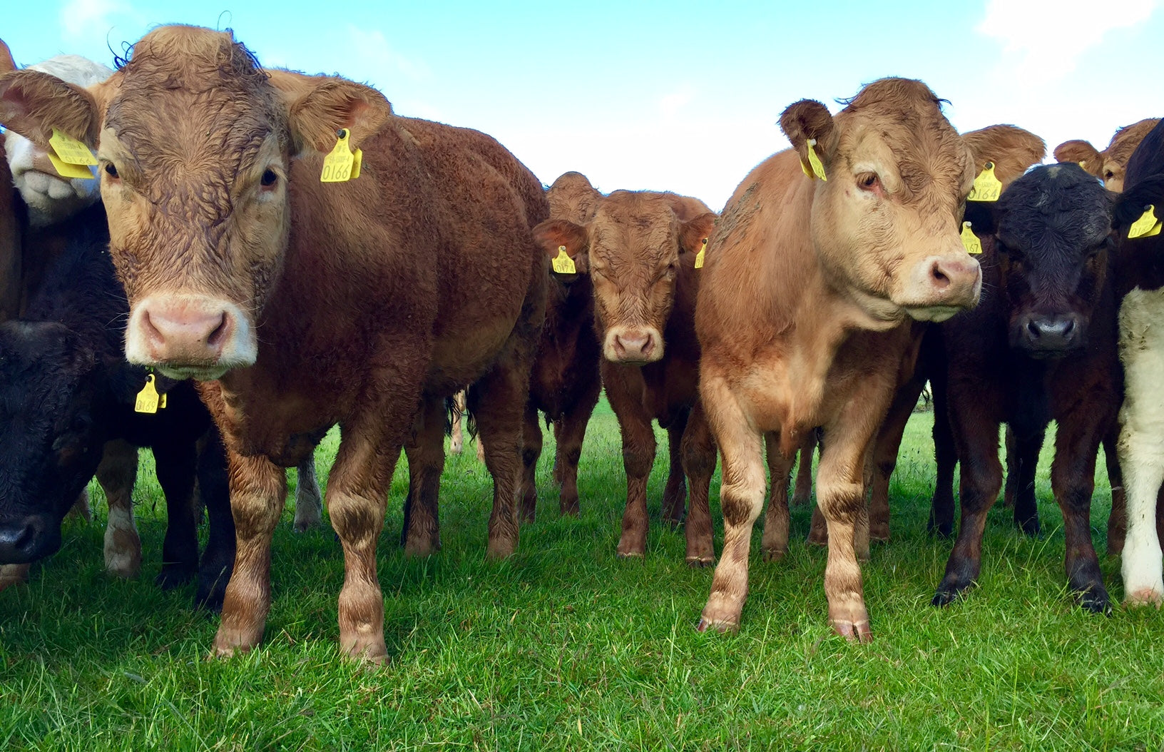Farm Parasite Control – VetMedi.co.uk